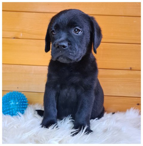 Cuccioli Labrador Disponibili