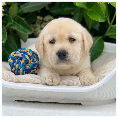 Cuccioli Labrador Disponibili